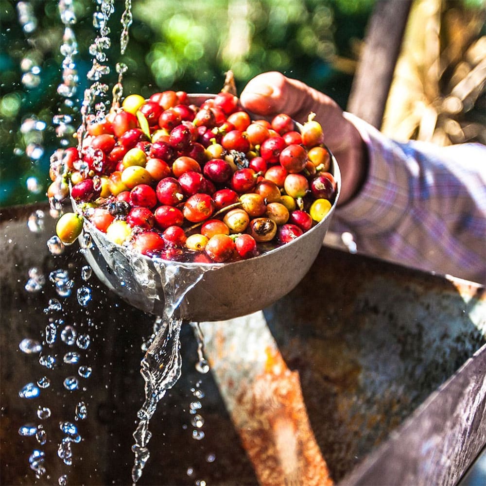กาแฟ wet wash คืออะไร. เมล็ดกาแฟ Washed
