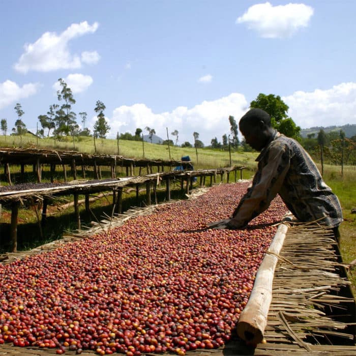 กาแฟ wet wash คืออะไร. เมล็ดกาแฟ Washed